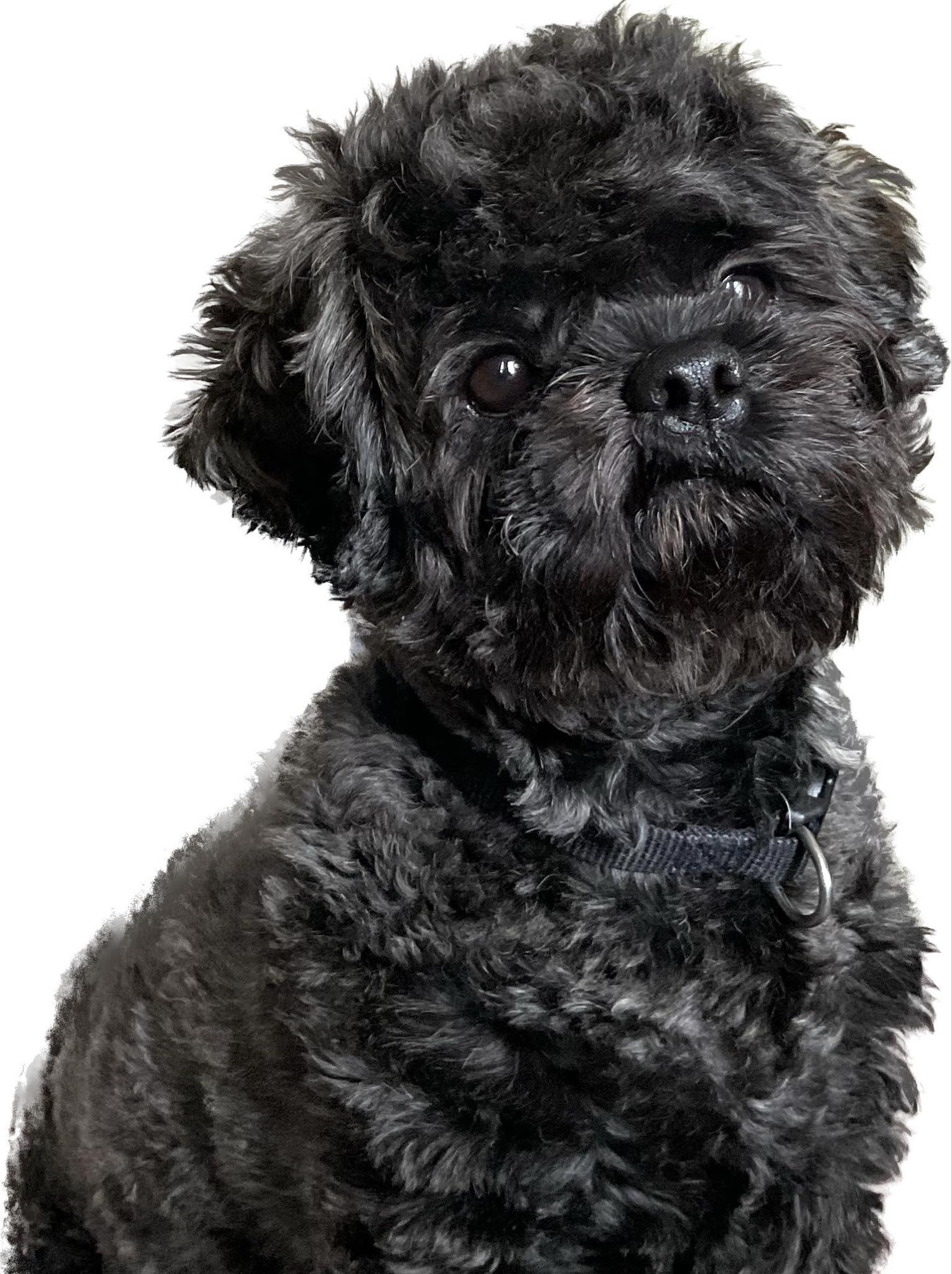 Ask Coby! Your friendly Pet.AI